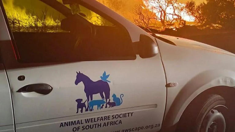 Pearly Beach wildfire: Emergency crews rush to aid animals as roads reopen