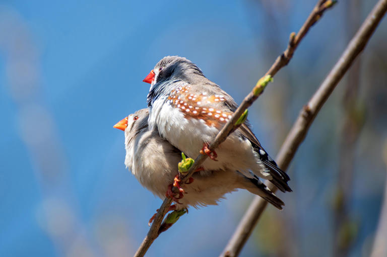 Why do some people have red or orange hair? Birds hold the surprising ...