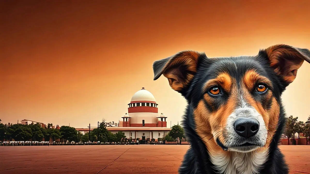 ‘Now only dog counselling is left’: What Supreme Court said on stray ...