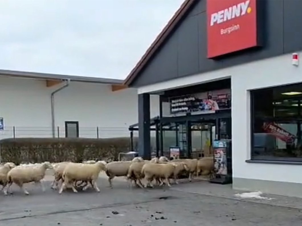 Flock of sheep storms discount store