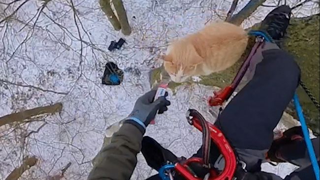 Big ginger cat rescued from tree after spending winter night stranded