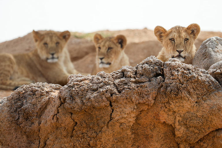 Emirati man quits college to work as animal keeper at Al Ain Zoo – here ...