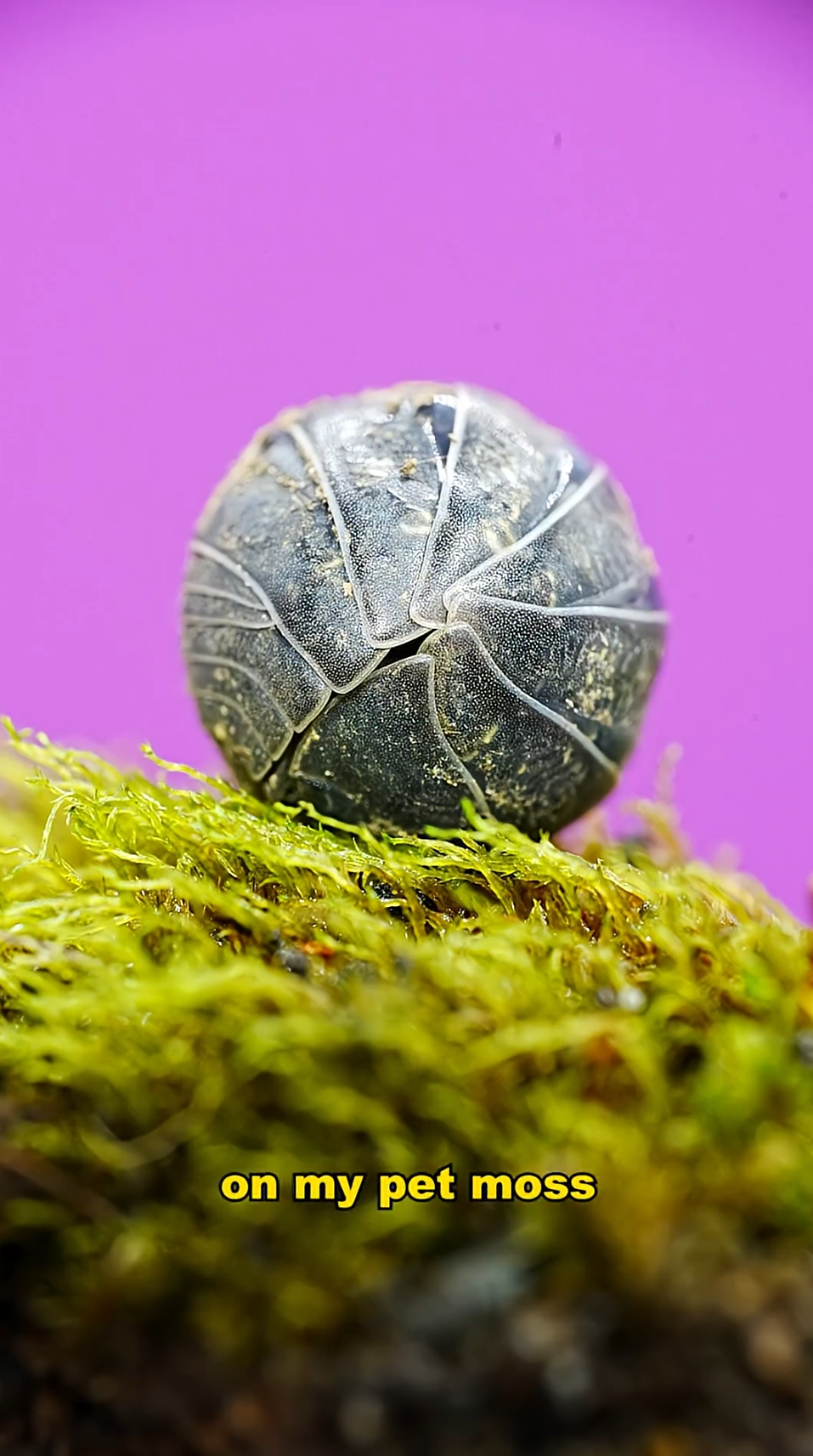 The creature that disguises itself as a pebble!