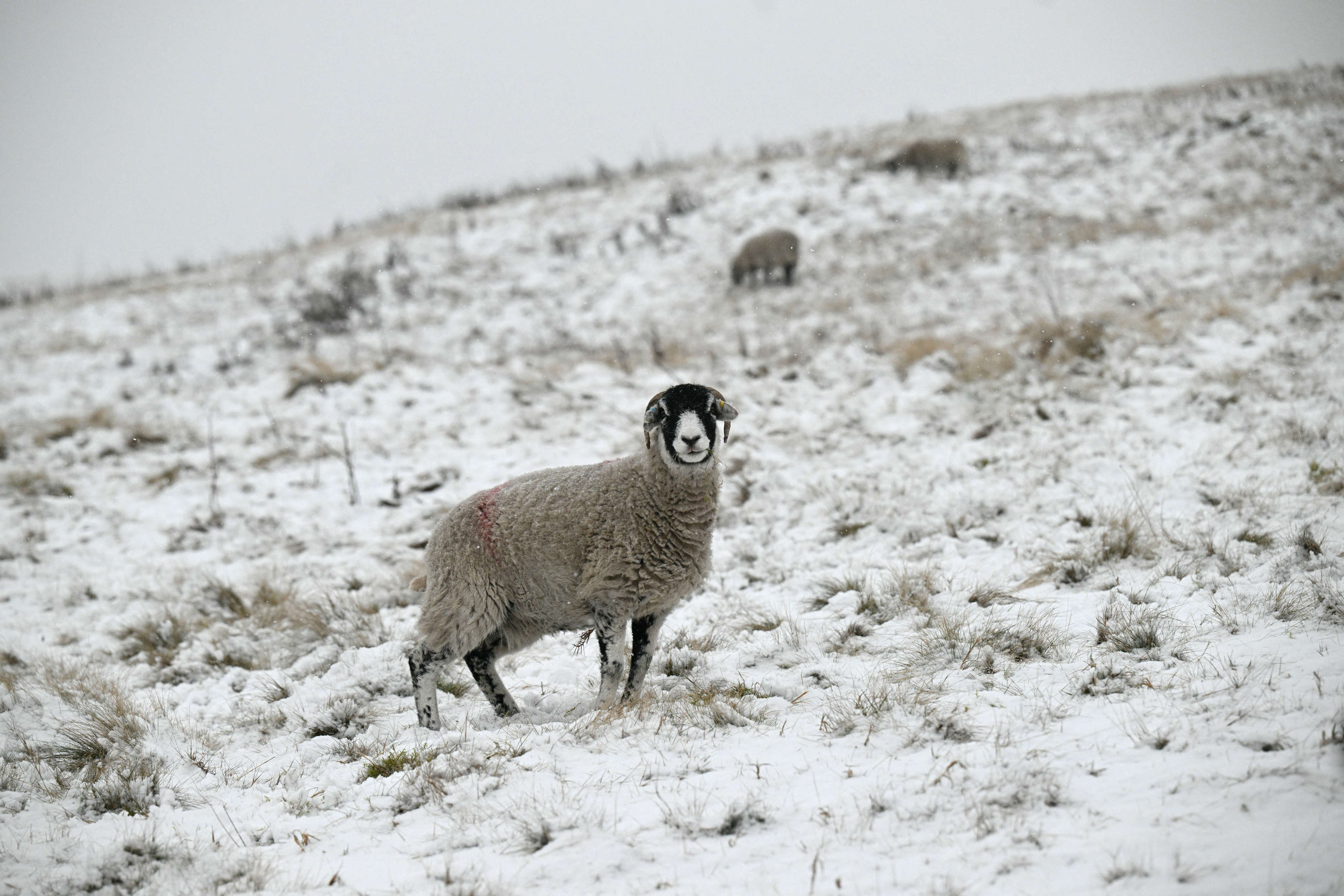 ‘The Midlands could be plastered’: Heavy snow forecast for Derbyshire ...