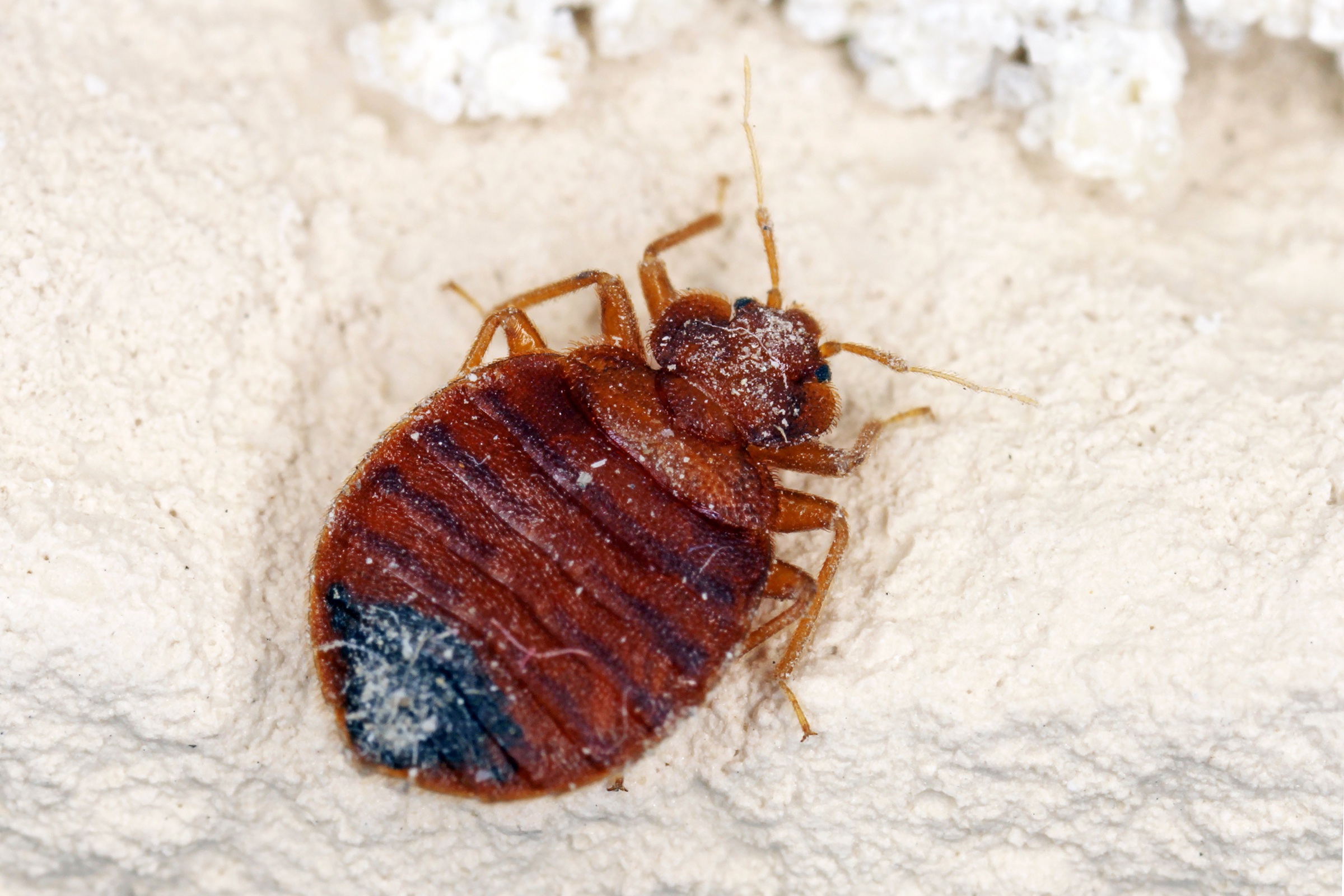 Here’s how to get rid of bedbugs, what experts advise