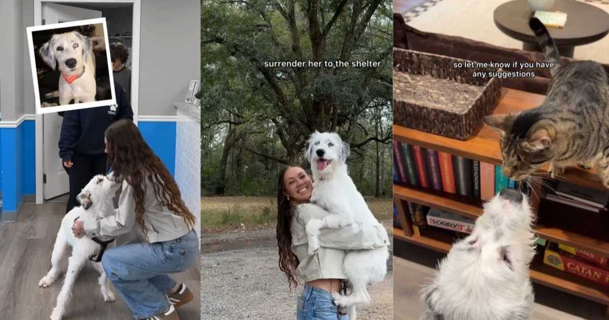 Video: Adopted dog's first day in new home is adventurous