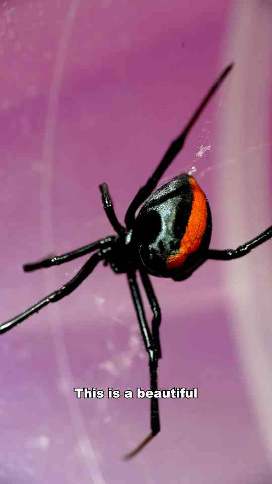 Australia’s second most deadly spider tries to bite me!