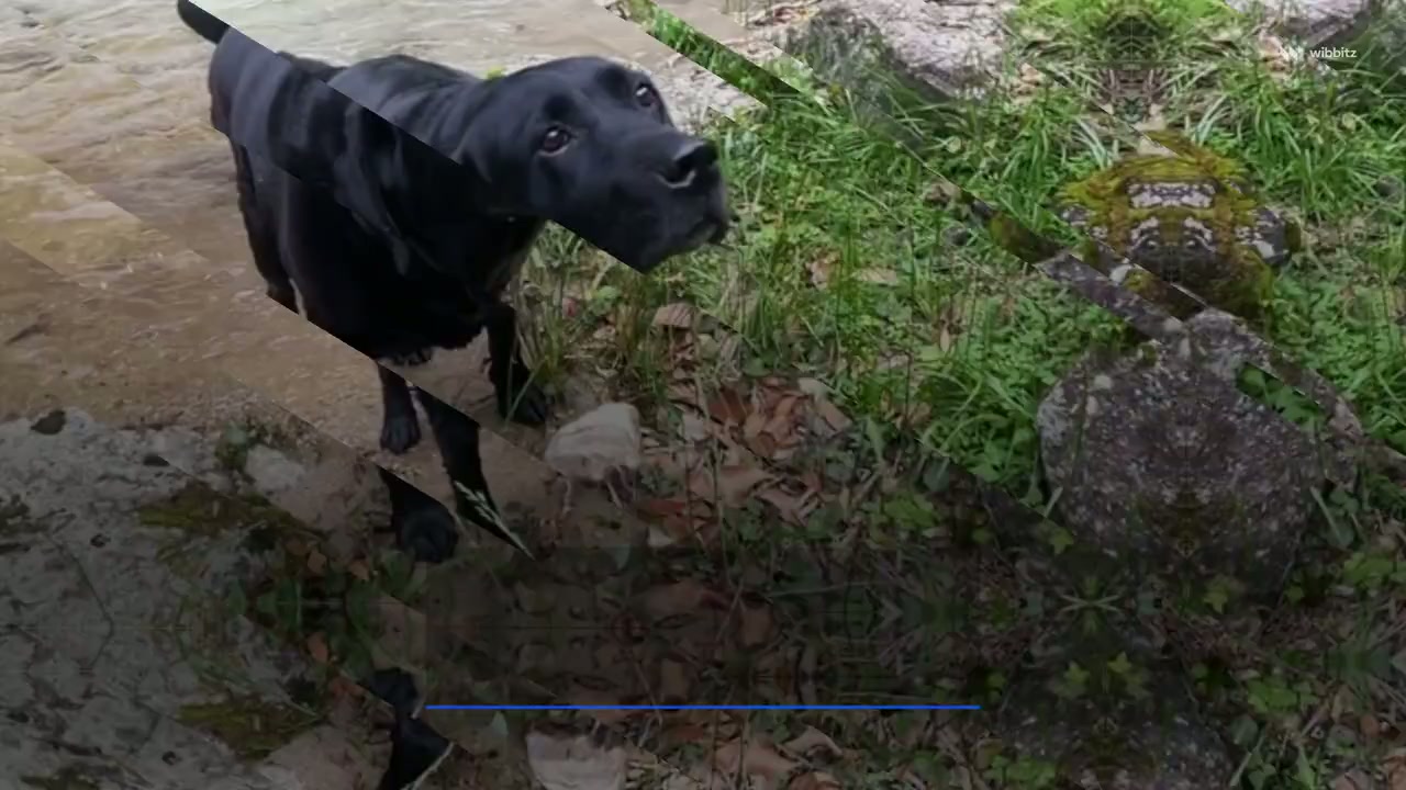 It’s never too late to train your dog, experts say