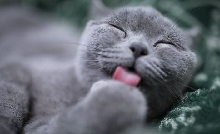 Ternyata air liur kucing mampu mengobati luka? Ini penjelasan ahlinya