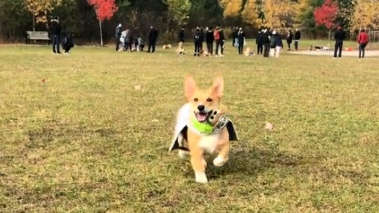 Puppy panache: Visual feast of a dog embracing the Halloween spirit