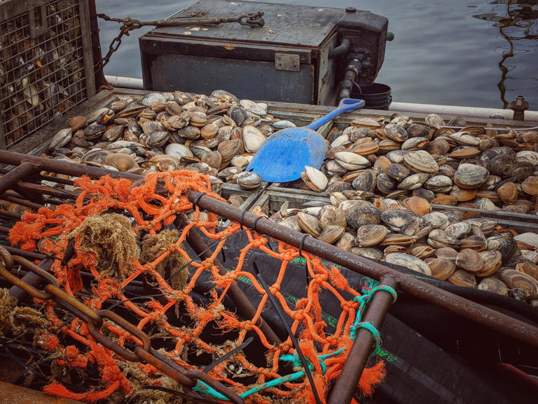For first time in 100 years, shellfish from Boston Harbor will be safe ...