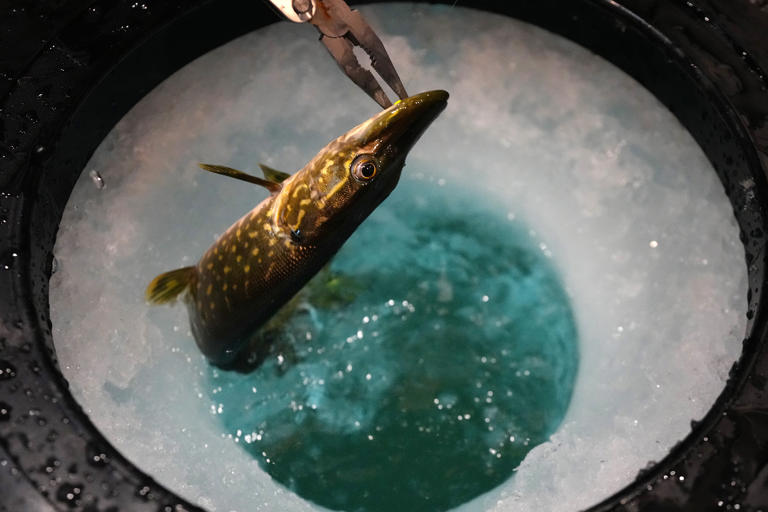 Ice fishing off to quick start as anglers benefit from early freeze