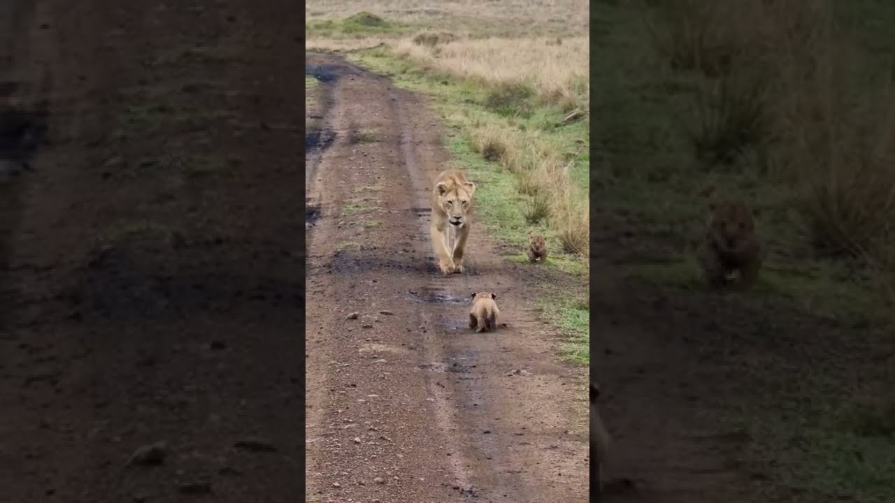 Lion cub gets a lift from its caring protective parent
