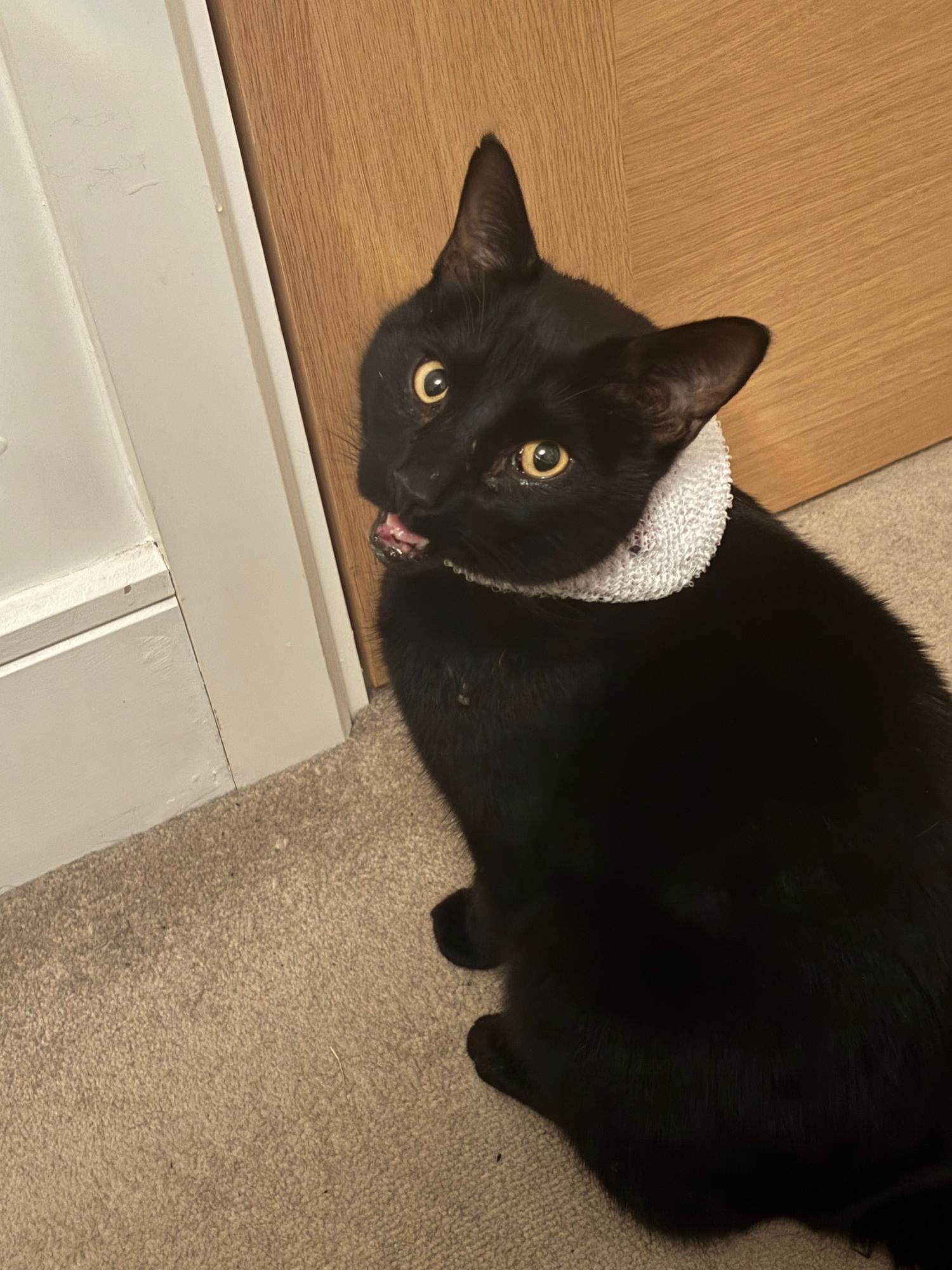 Cat left with 'wonky jaw' after getting trapped in a car engine had to ...