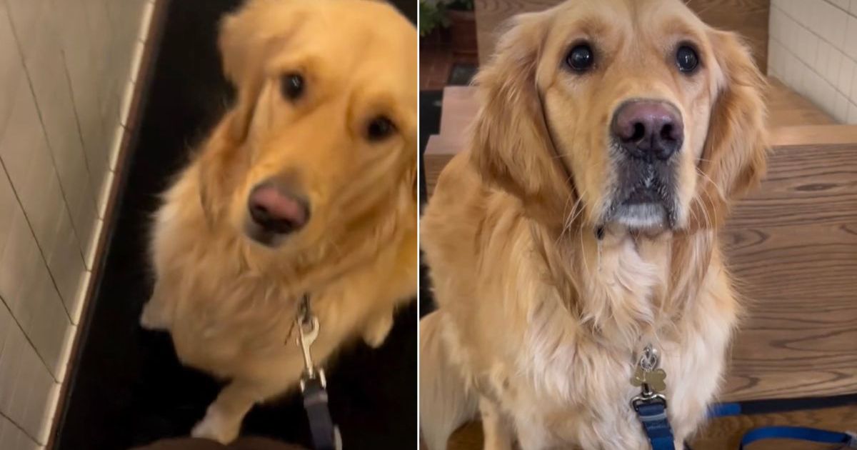 Video: Golden retriever switches position to get barista's attention