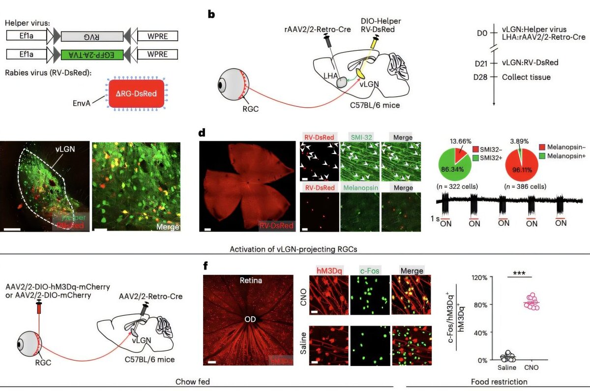 Bright light suppresses eating and weight gain in mice