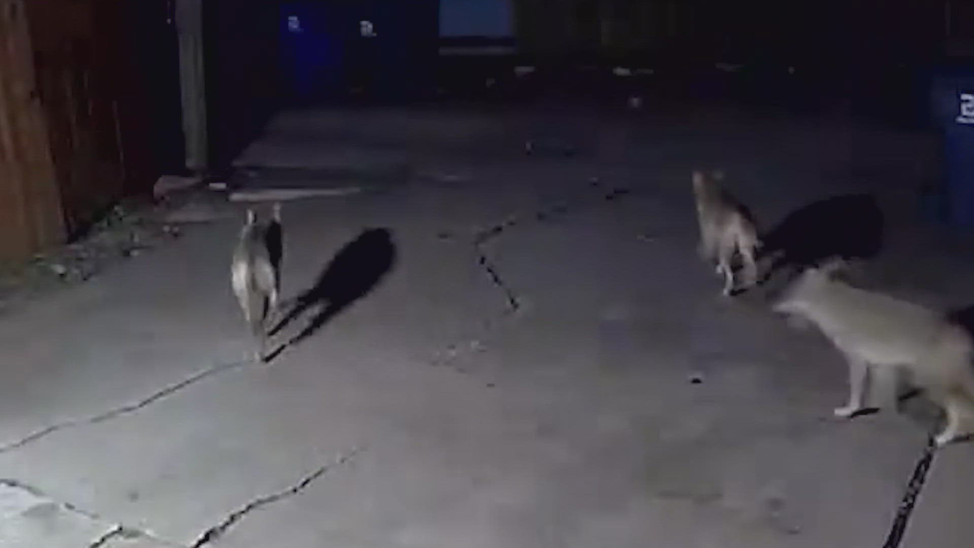 Coyotes invade Fort Worth neighborhood amid ongoing development