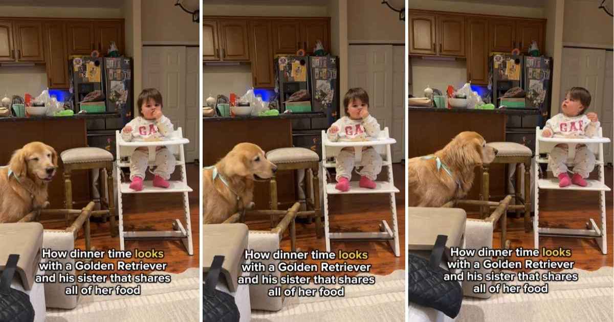 Golden retriever's reaction to little girl sharing food is too adorable