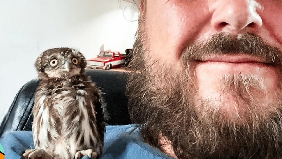 He didn’t plan on adopting owls - but they adopted him