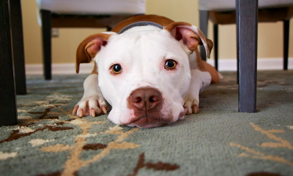 Dog breeds that share the classic American Staffordshire terrier look