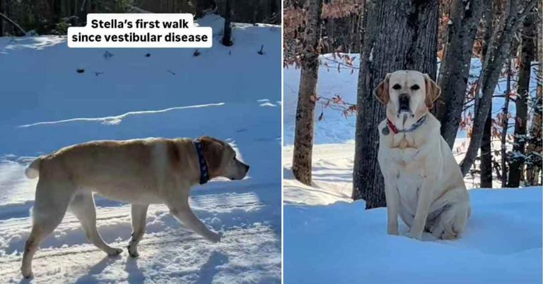 Labrador's first walk after vestibular disease melts hearts