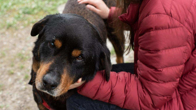 Il cane muore per un tumore non diagnosticato, riconosciuto alla ...