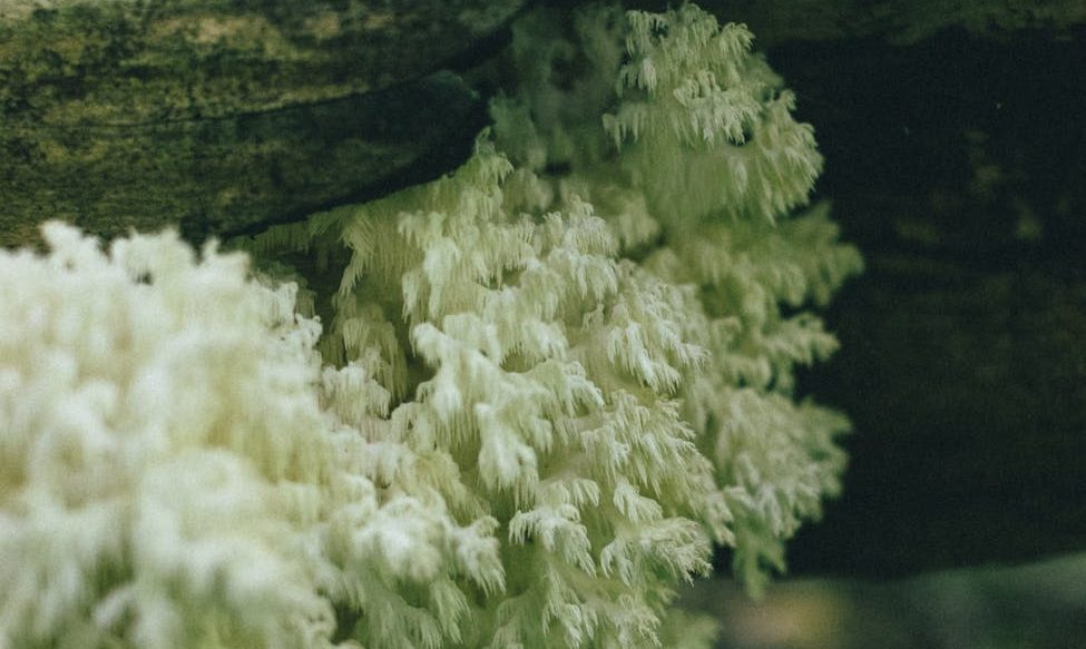 Lion’s mane isn’t just a wellness trend—why brain science is paying ...