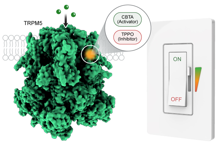 Identifying molecules that activate and inhibit key protein function