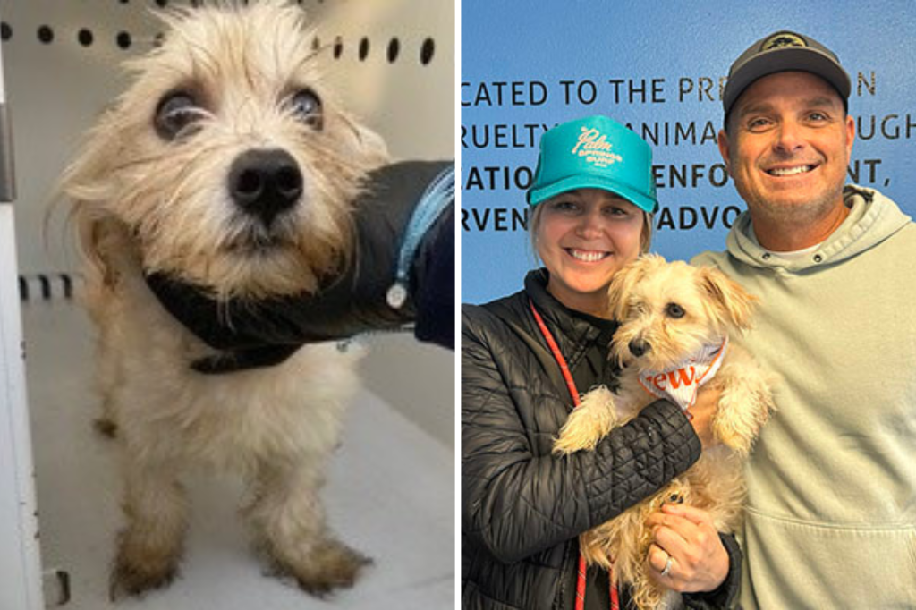 Cop hears cries from trash can next to church—not ready for what he finds