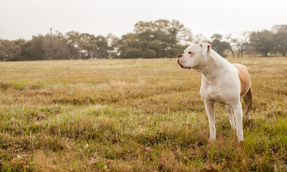Dog breeds that share the classic American Staffordshire terrier look