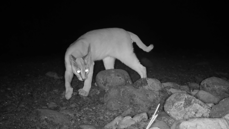 Phantom predator emerges from extinction shadow as it’s captured by ...