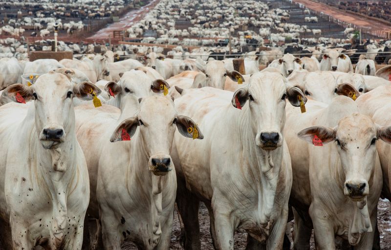 Brazil surpassing US as top beef producer, easing global supply squeeze