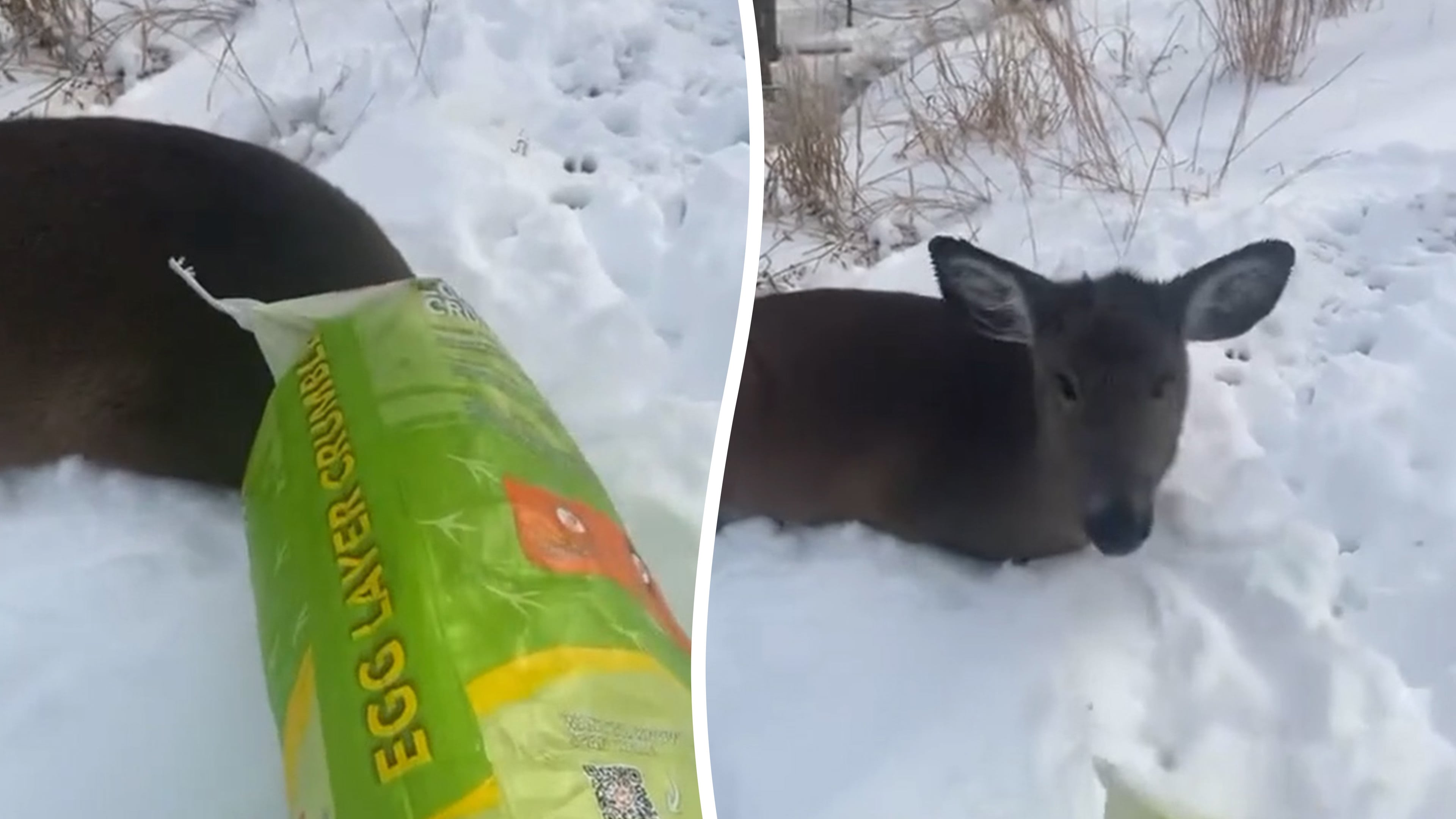 Police officer rescues deer trapped with head in bag in Suffern, New York