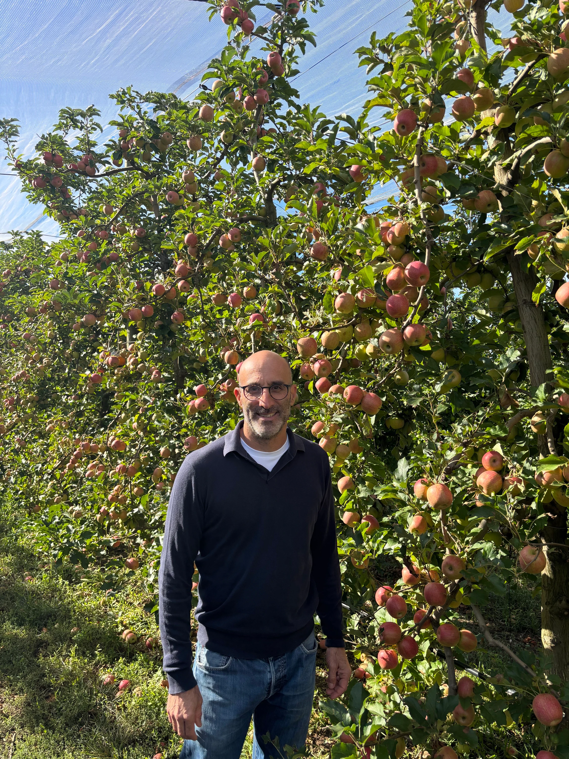 Pink Lady: Apfelanbau mit erhöhtem Risiko