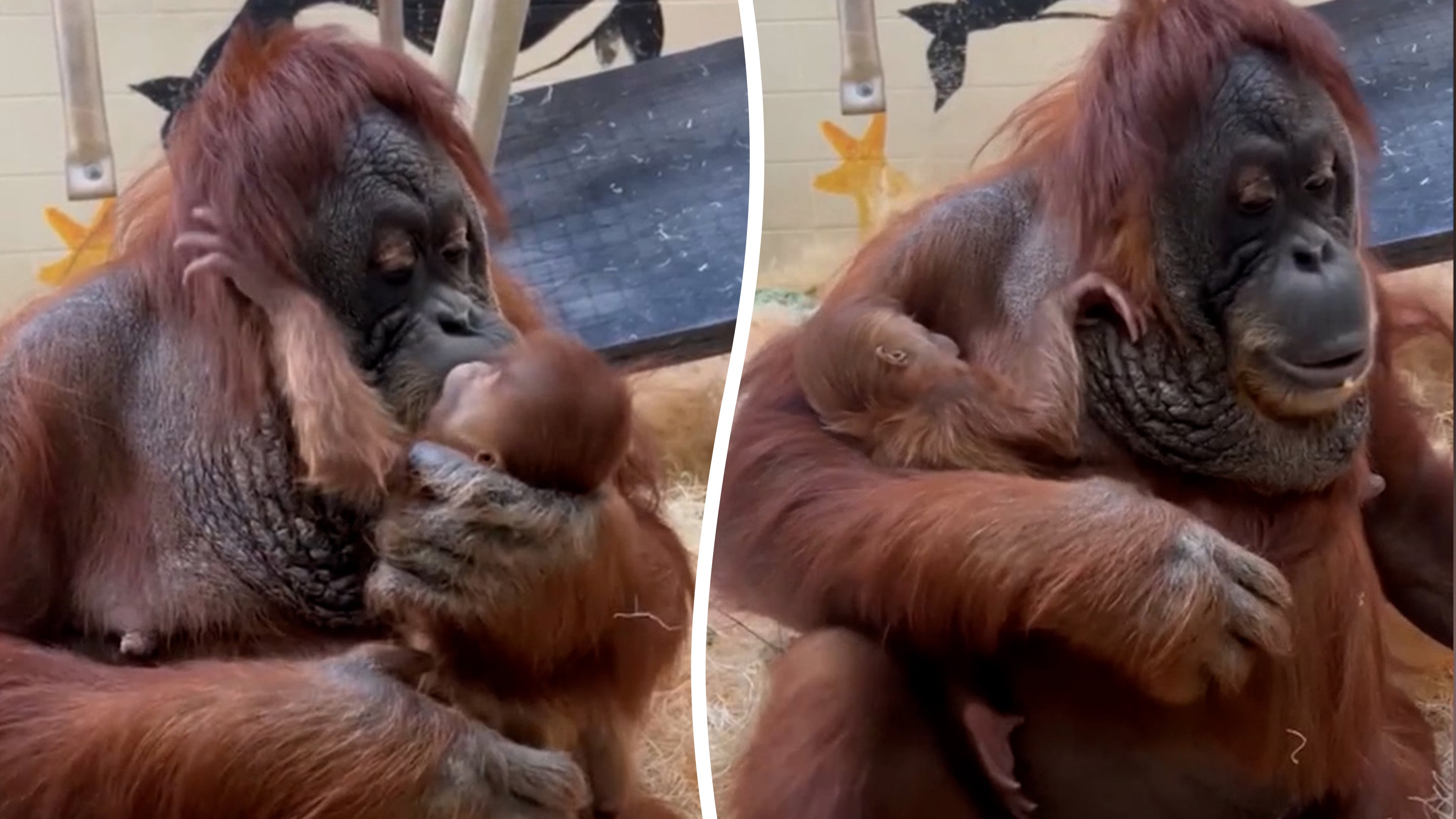 Orangutan baby Ru bonds with mother Jahe at Memphis Zoo in Tennessee
