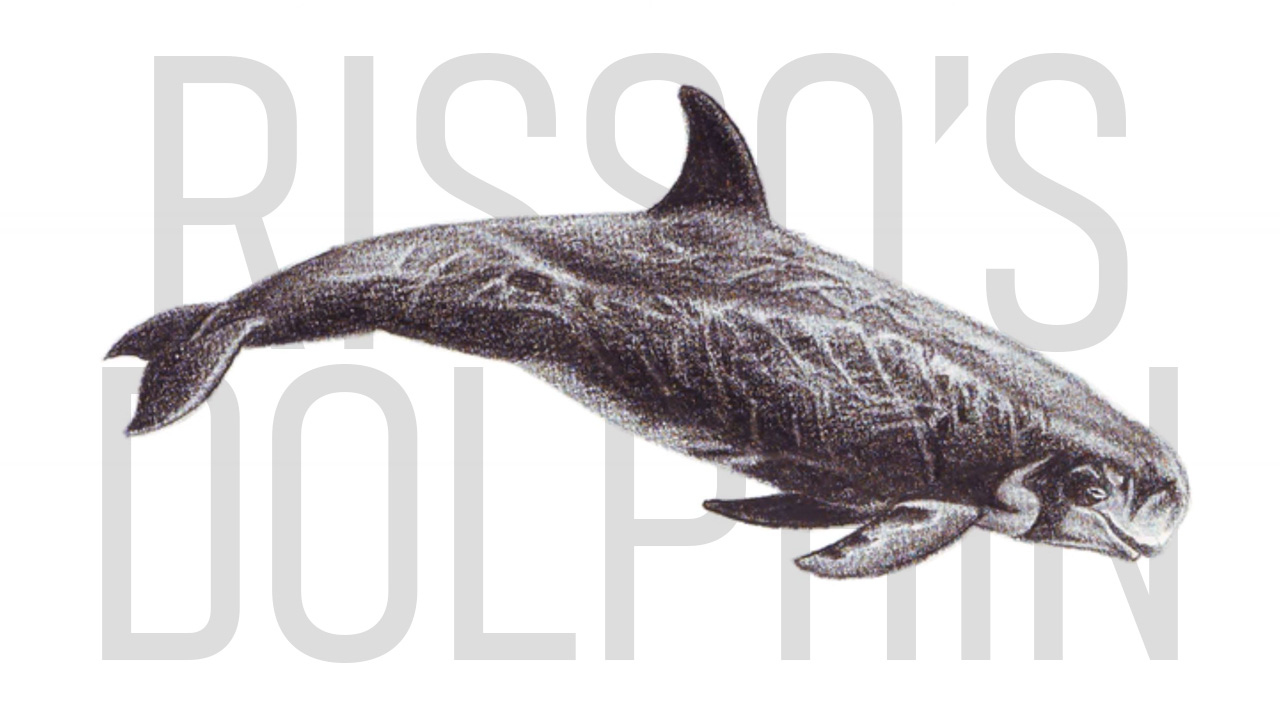 Drawing a Risso’s dolphin using easy and clear techniques