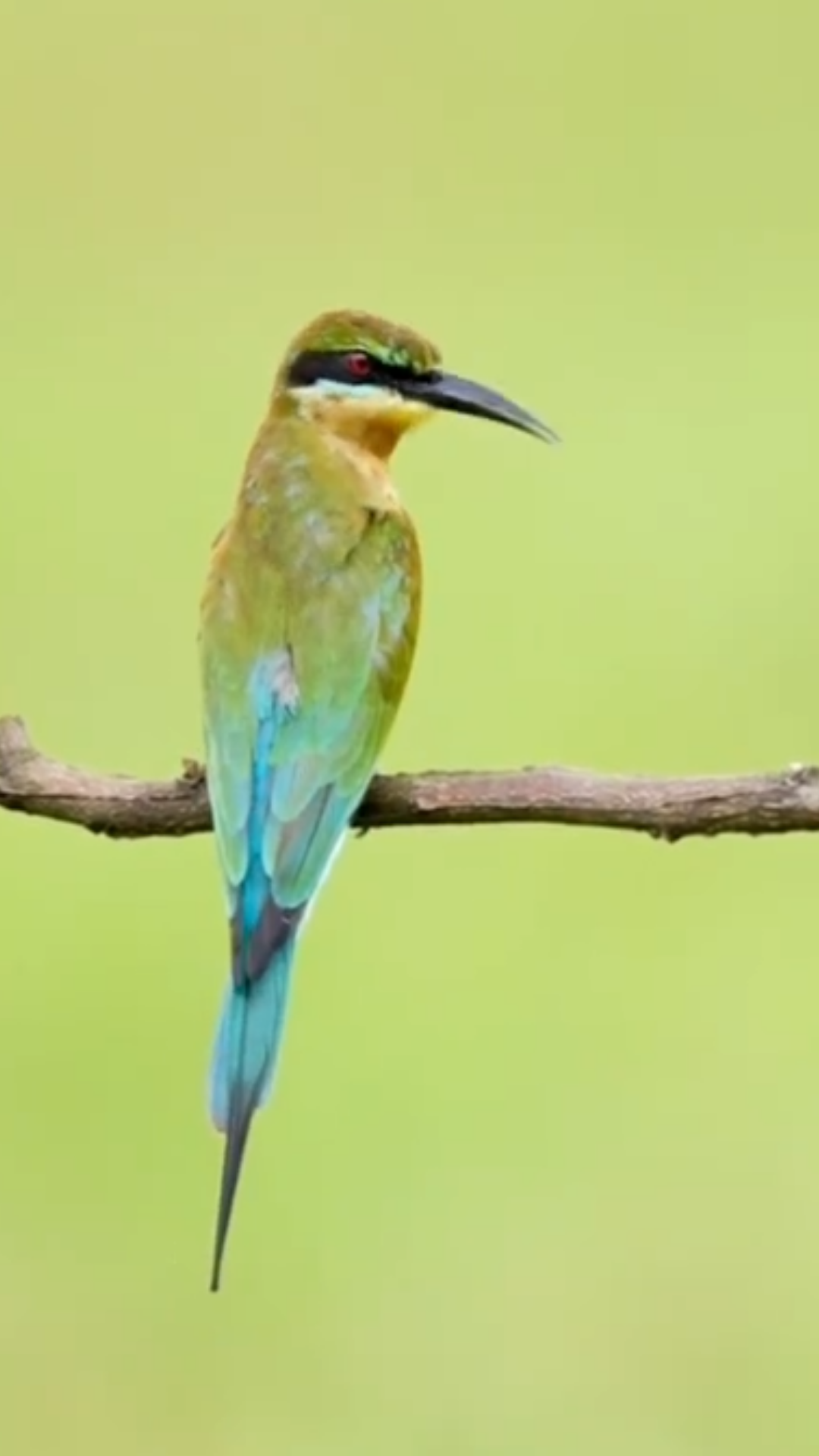 Singapore birdwatching: Spotting the blue-tailed bee eater