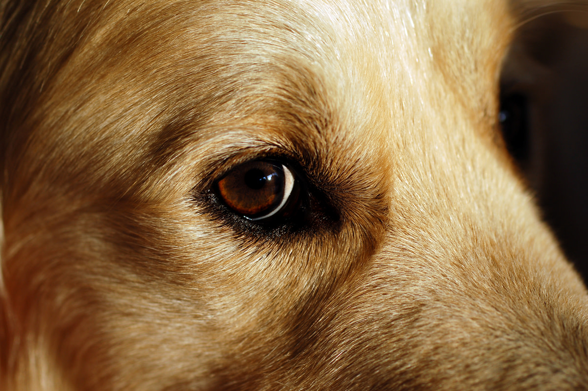 Golden retriever gives shadiest eye roll when lost dog gets in the car