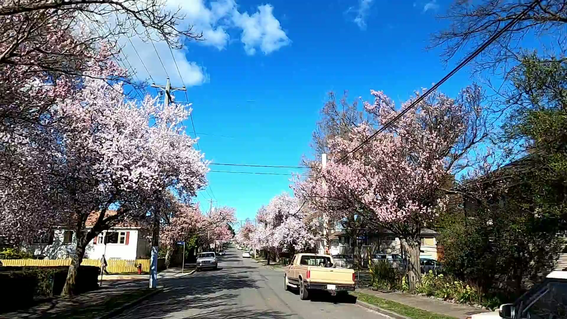 Springtime magic: Exploring Victoria’s cherry blossoms & flower-filled ...