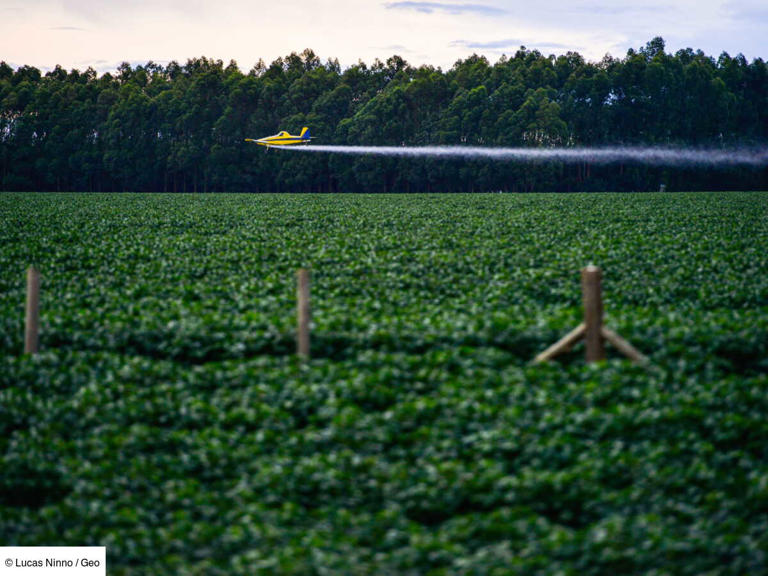 Pesticides : la France suspend les importations contenant des ...