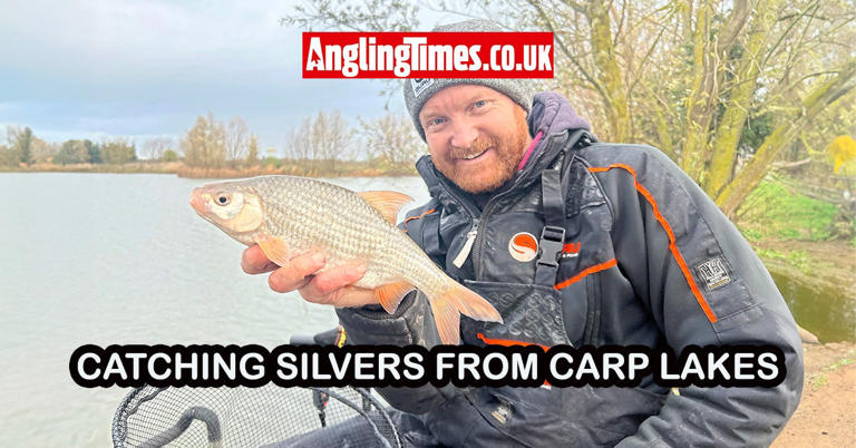 Catch more silverfish from carp lakes