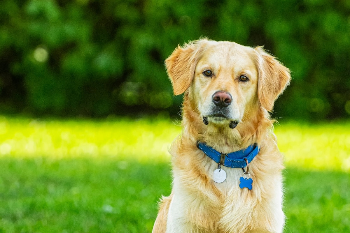 Golden retriever’s post-groomer attitude is too relatable