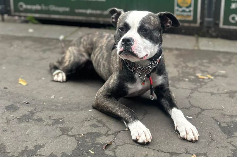 Glasgow dog trainer attempted to choke own pet during 'inhumane' park ...