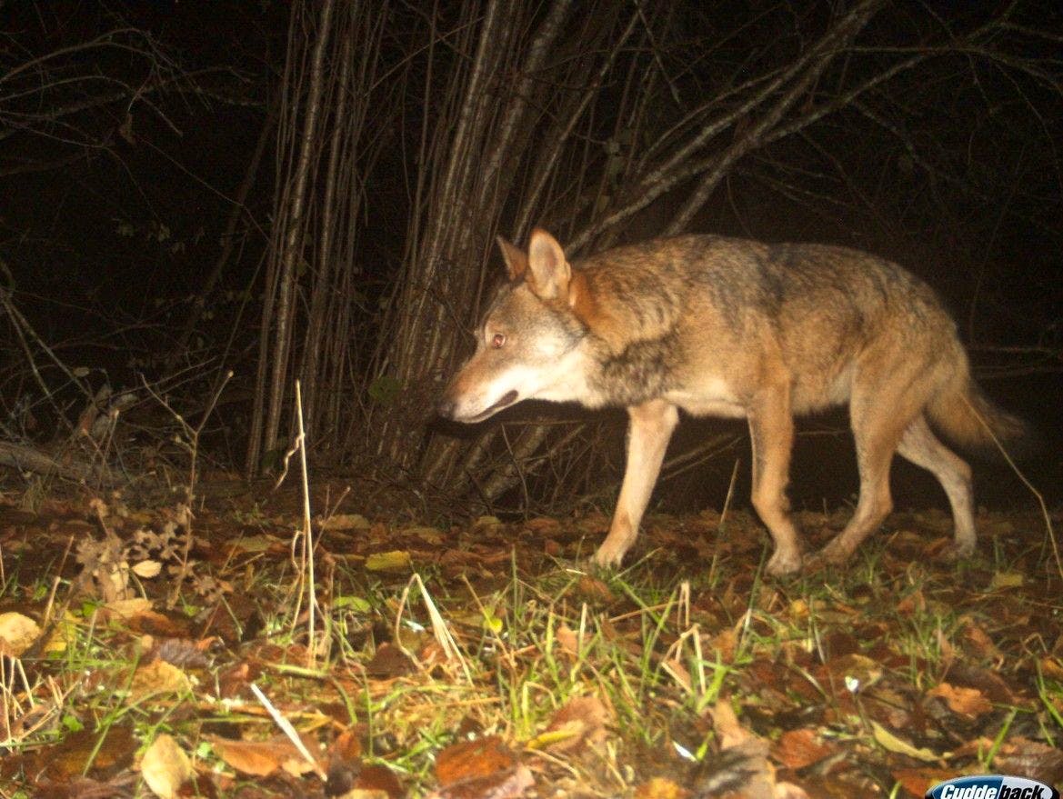 Un loup tue trois brebis à Charmoille