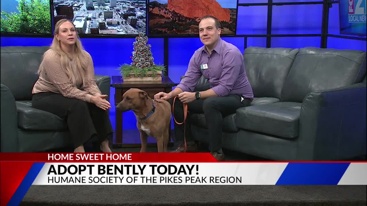 Home sweet home: Meet Bently