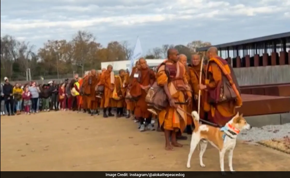 Meet Aloka, an Indian street dog marching alongside Buddhist monks for ...