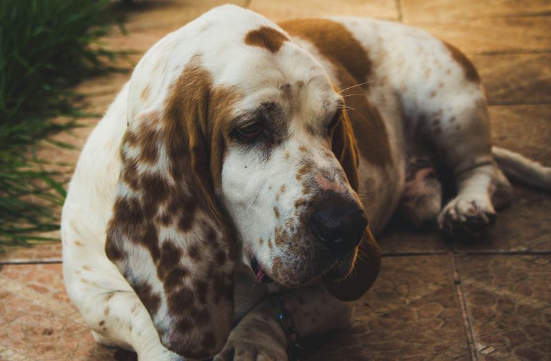 Lazy dog breeds that live life in the slow lane