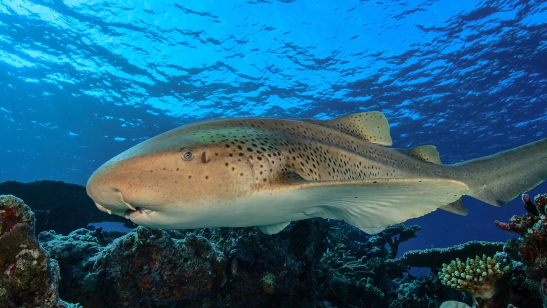 The peaceful reef shark that rarely attacks humans