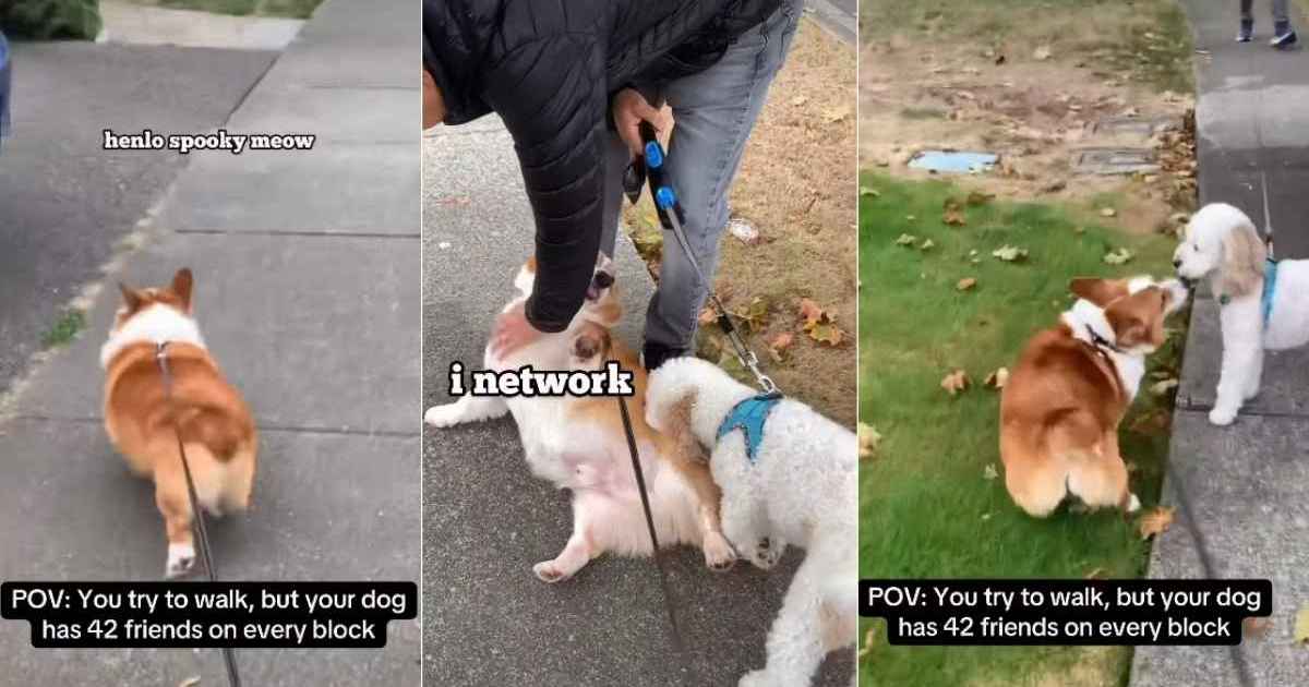 Corgi's walk is incomplete without 'networking' with friends