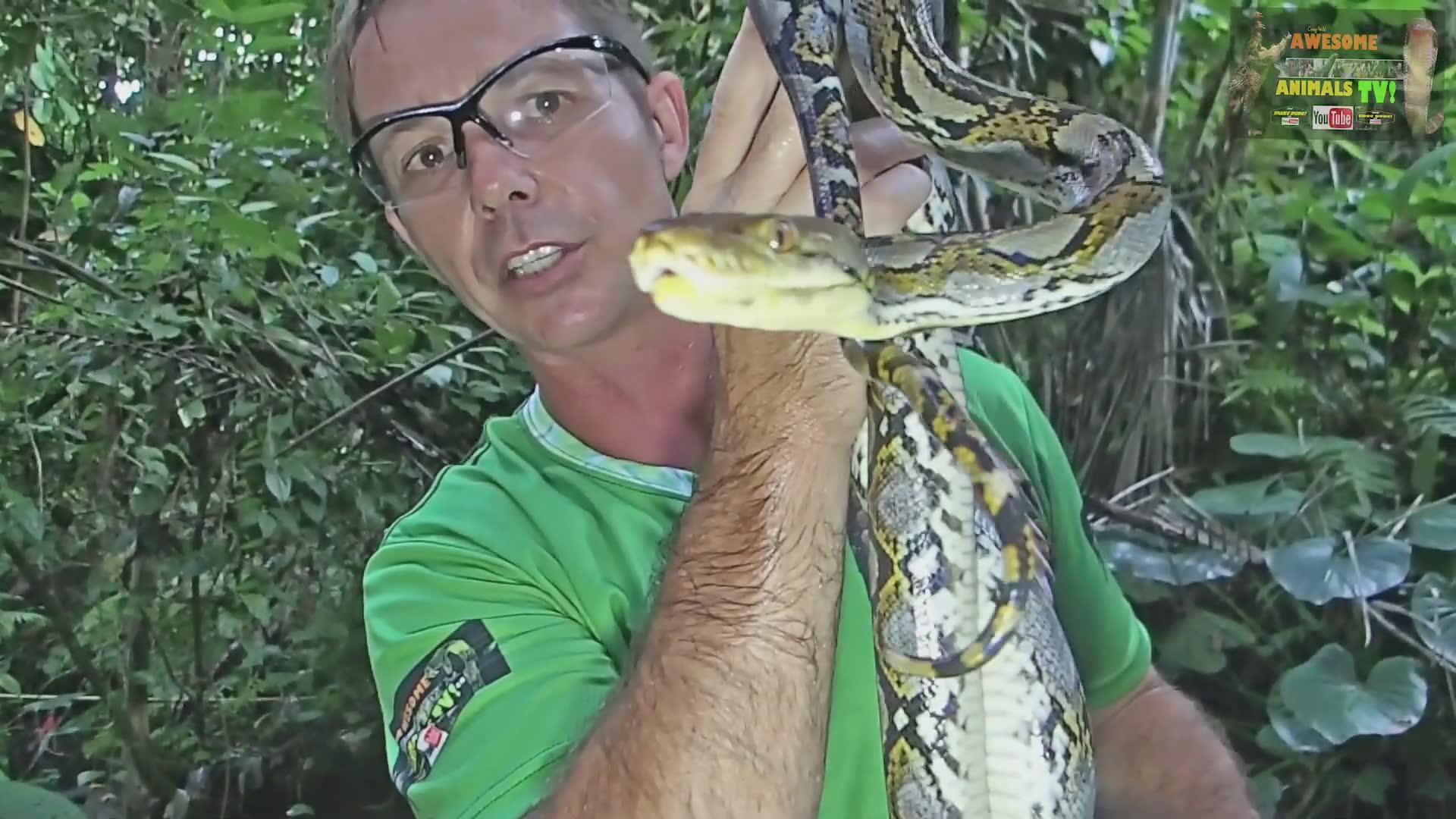 Observing massive reticulated python drinking water
